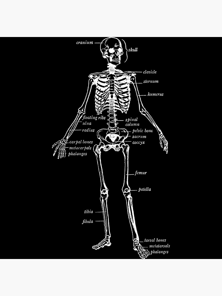 Skeletal System With Label Drawing