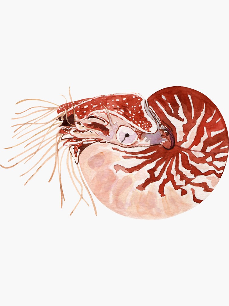"NAUTILUS Sticker" Sticker by RikaWagner | Redbubble