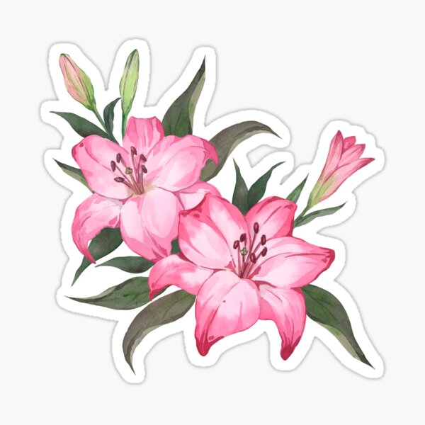 "Pink lilies with buds" Sticker by Tolokneva1 | Redbubble