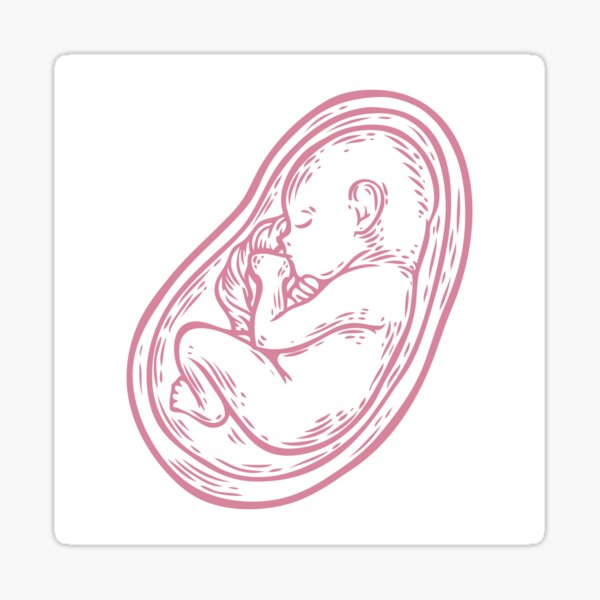 "Human fetus concept hand drawn vector illustration prenatal growing ...