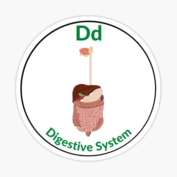 "D - Digestive System" Sticker by Erwin-Science | Redbubble