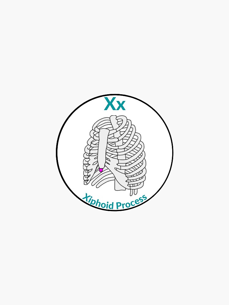 "X - Xiphoid Process" Sticker for Sale by Erwin-Science | Redbubble