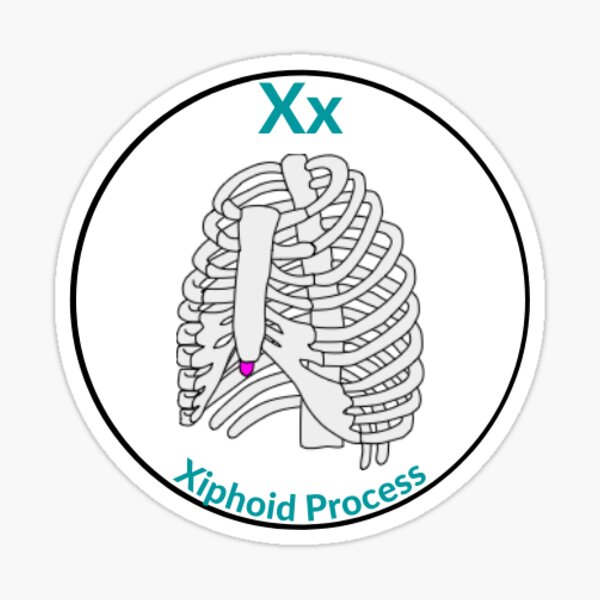 "X - Xiphoid Process" Sticker for Sale by Erwin-Science | Redbubble
