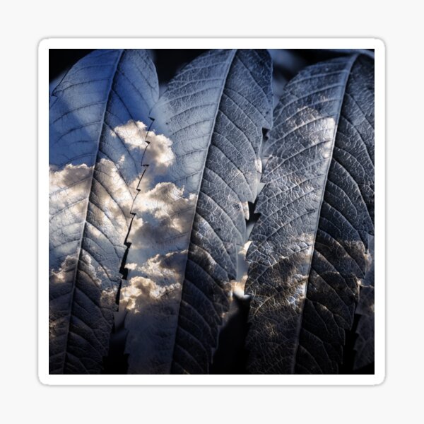 "Abstract double exposure texture with leaves macro and clouds" Sticker ...