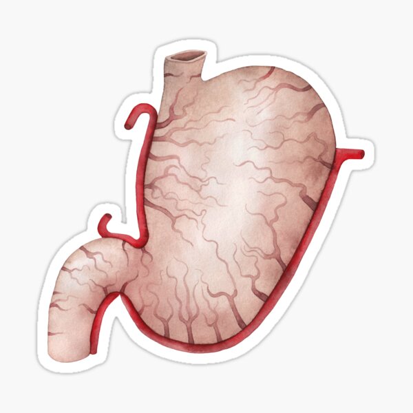 "Watercolor stomach" Sticker by Glazkova | Redbubble
