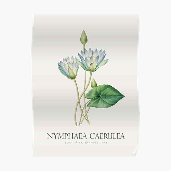 "Nymphaea Caerulea - Blue Lotus" Poster for Sale by Vintagrafica ...