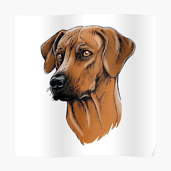 "Rhodesian Ridgeback Portrait" Poster by Motivburg | Redbubble