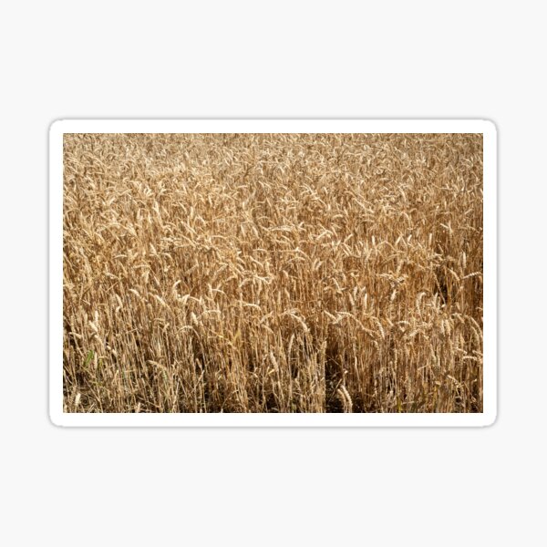 "Wheat" Sticker for Sale by stuwdamdorp | Redbubble