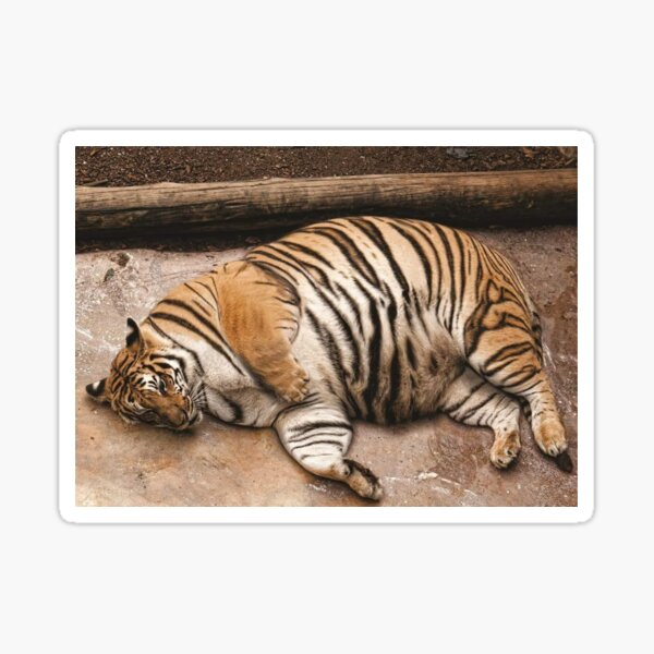 "Fat tiger, symbol of 2022" Sticker for Sale by Rashkin | Redbubble