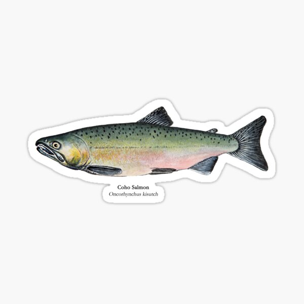 "Coho Salmon" Sticker for Sale by Stephen Emms | Redbubble