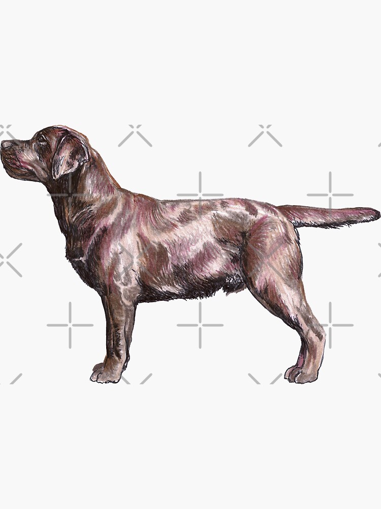 "Chocolate Labrador Retriever - Breed Show Stack Stand" Sticker for ...