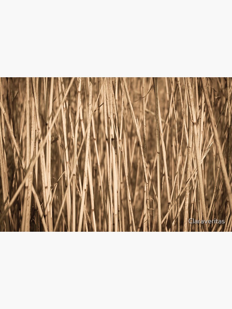 "Dry cattail straw" Sticker by Claraveritas | Redbubble