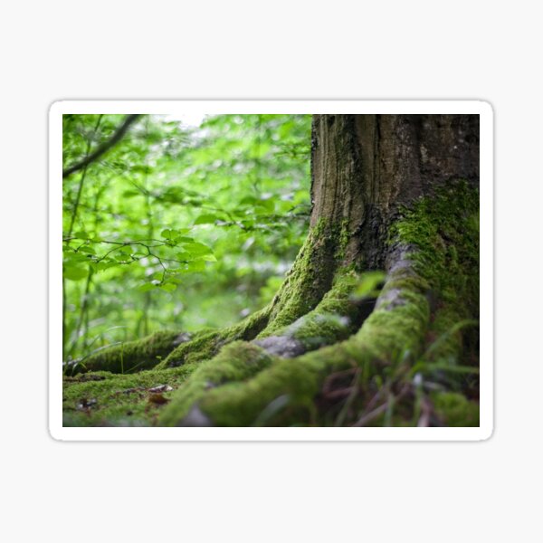 "Tree roots" Sticker by EmpressMara | Redbubble