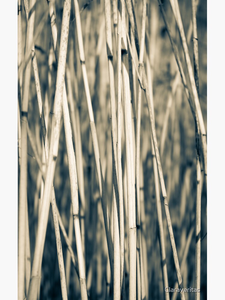 "Dry cattail straw" Sticker for Sale by Claraveritas | Redbubble