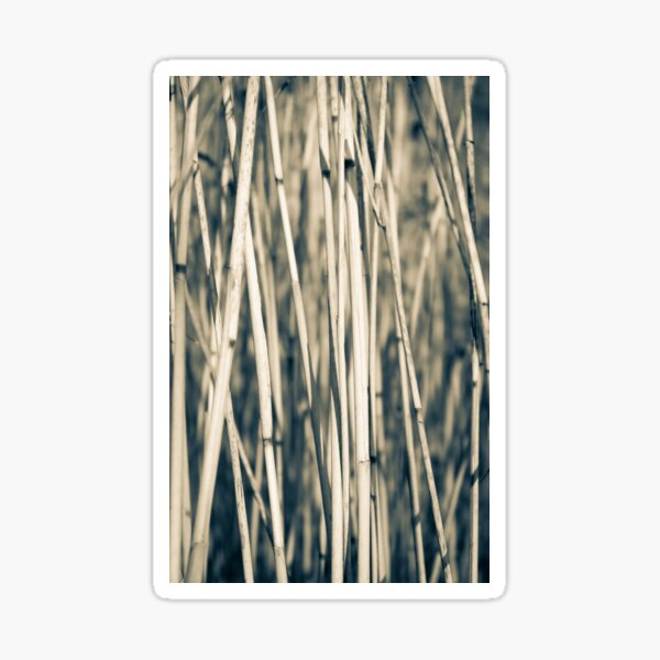 "Dry cattail straw" Sticker for Sale by Claraveritas | Redbubble