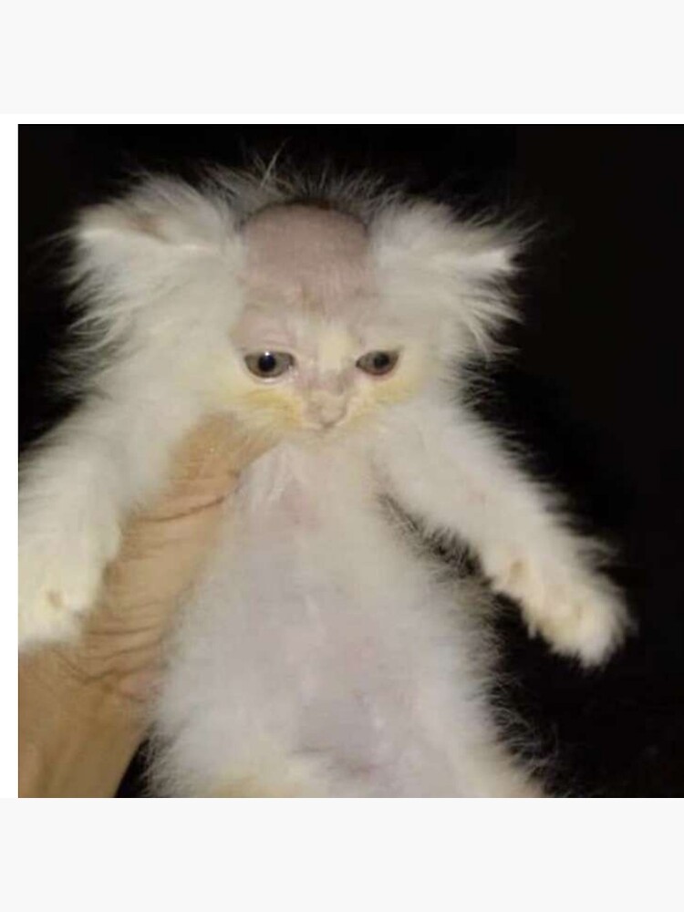 "bald cat meme" Floor Pillow for Sale by CoorsQueen | Redbubble