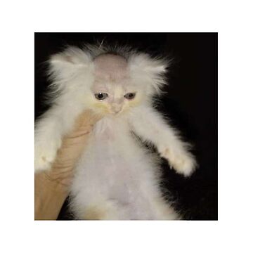 "bald cat meme" Magnet for Sale by CoorsQueen | Redbubble