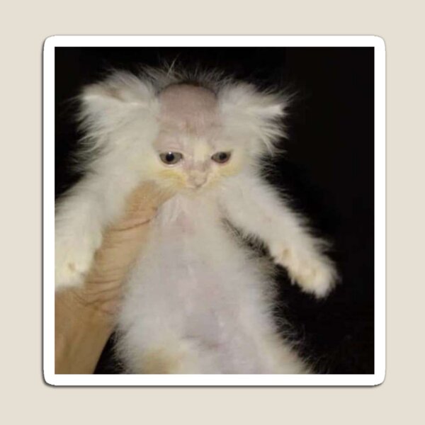 "bald cat meme" Magnet for Sale by CoorsQueen | Redbubble