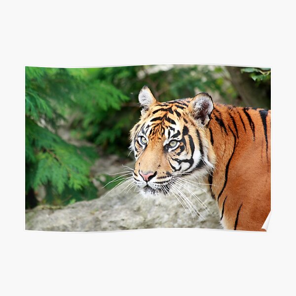 "Female Sumatran Tiger" Poster for Sale by EmilyWednesday | Redbubble