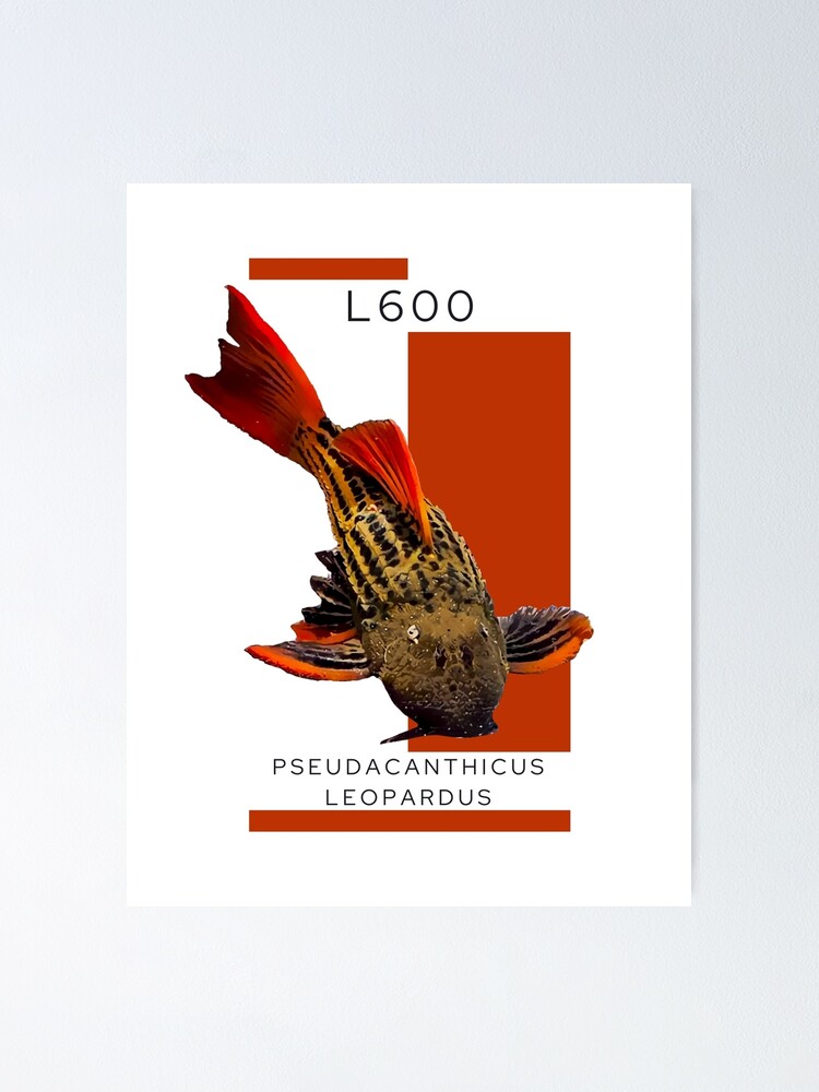 "L600 Pleco" Poster for Sale by GFishy | Redbubble