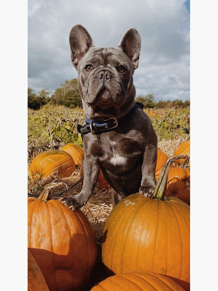 "Frenchie Pumpkin Picking!" Sticker for Sale by FreyApparel | Redbubble