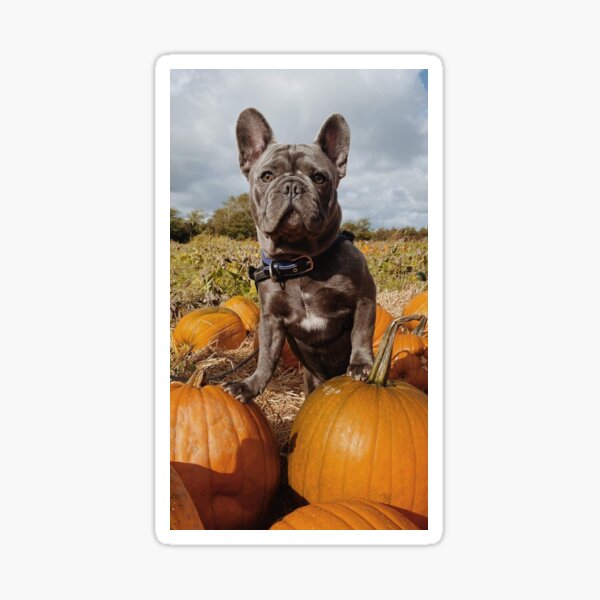 "Frenchie Pumpkin Picking!" Sticker for Sale by FreyApparel | Redbubble