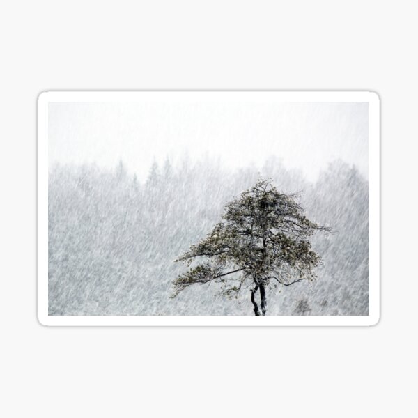 "4.1.2022: Pine Tree in Snowfall" Sticker for Sale by Wolfheart | Redbubble
