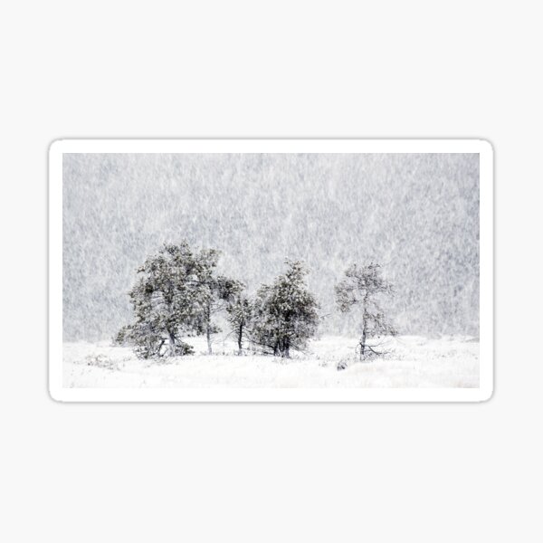 "4.1.2022: Pine Trees in Snowfall" Sticker for Sale by Wolfheart ...