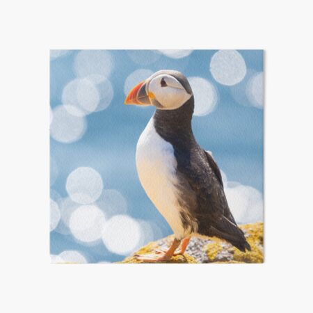 Puffin Merch & Gifts for Sale | Redbubble