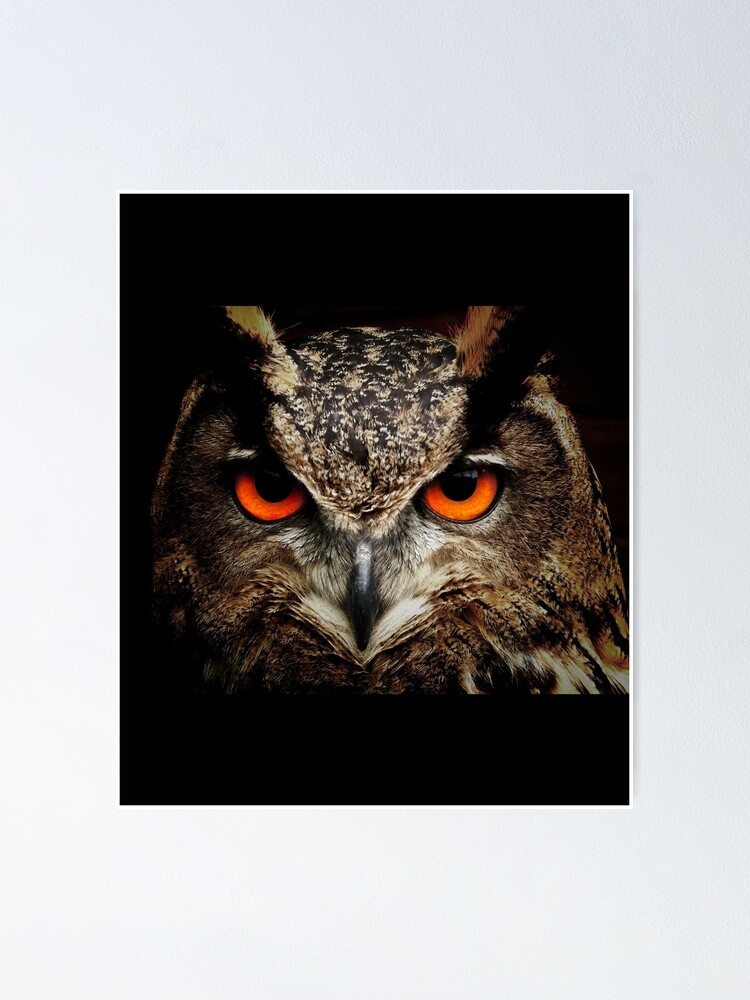 Póster « Los búhos son considerados símbolo del conocimiento y la ...