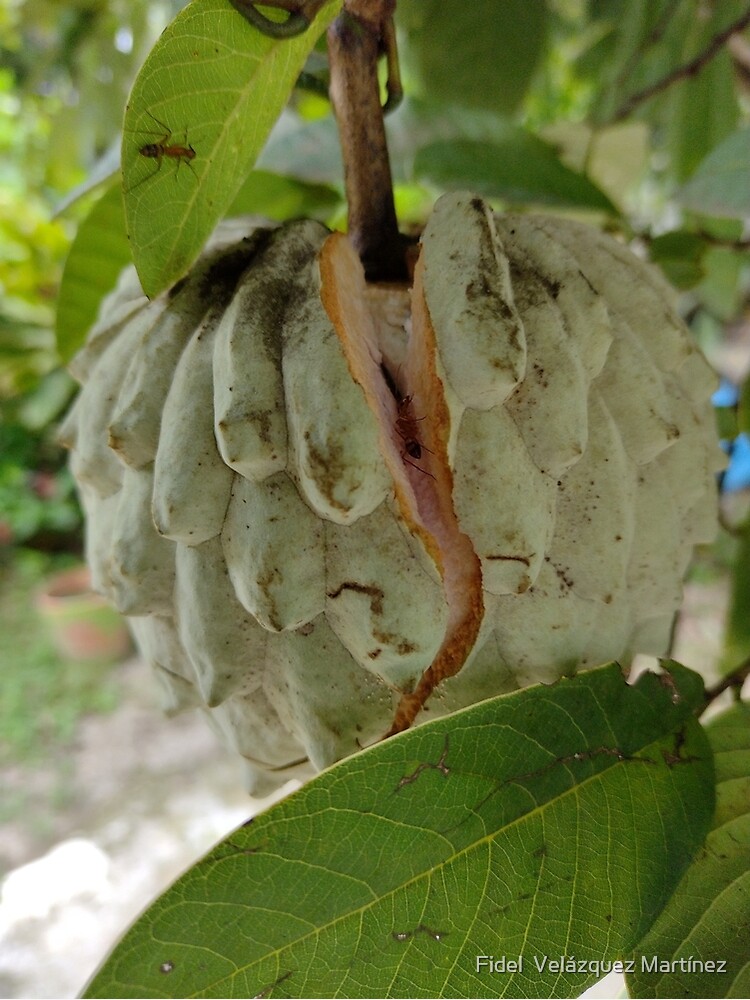 "The papause" Poster for Sale by campesino22 | Redbubble