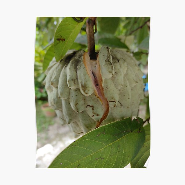 "The papause" Poster for Sale by campesino22 | Redbubble