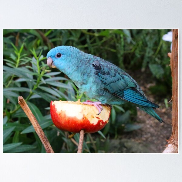 "Blue Lineolated Parakeet on the Big Apple" Poster for Sale by ...