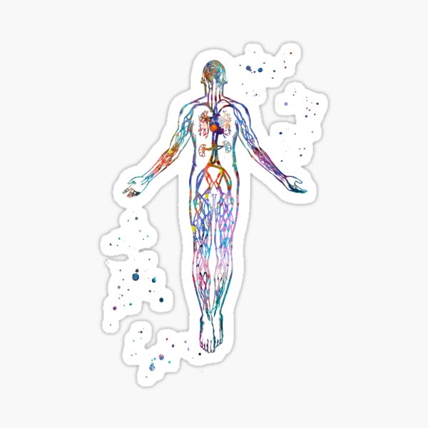 "Cardiovascular System Anatomy" Sticker for Sale by EvasDreams | Redbubble
