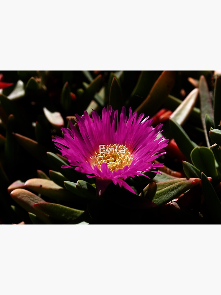 "Carpobrotus Modestus (Pigface)" Sticker for Sale by Evita | Redbubble