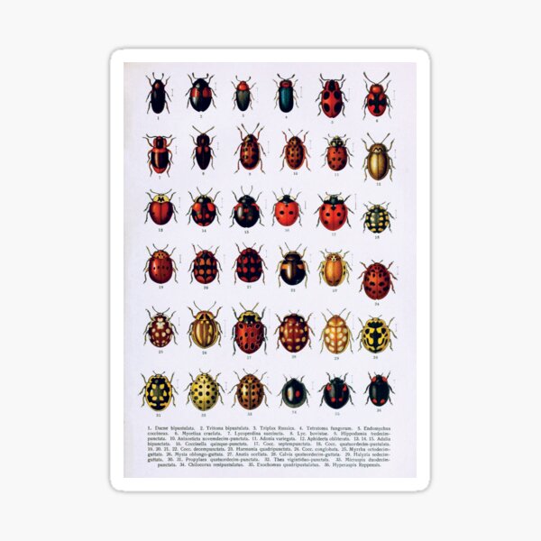 "Vintage Beetles Species Diagram | Vintage Beetles | Insect Anatomy ...