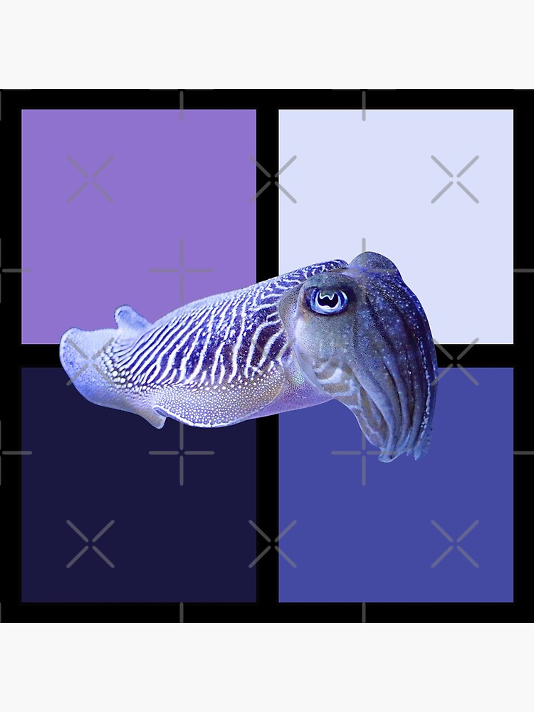 "Color Series - Cuttlefish" Poster for Sale by FlakeyBiscuit3 | Redbubble