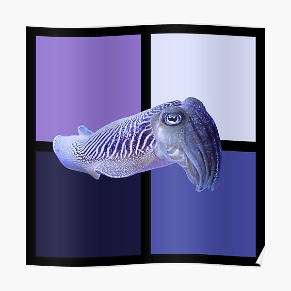 "Color Series - Cuttlefish" Poster for Sale by FlakeyBiscuit3 | Redbubble