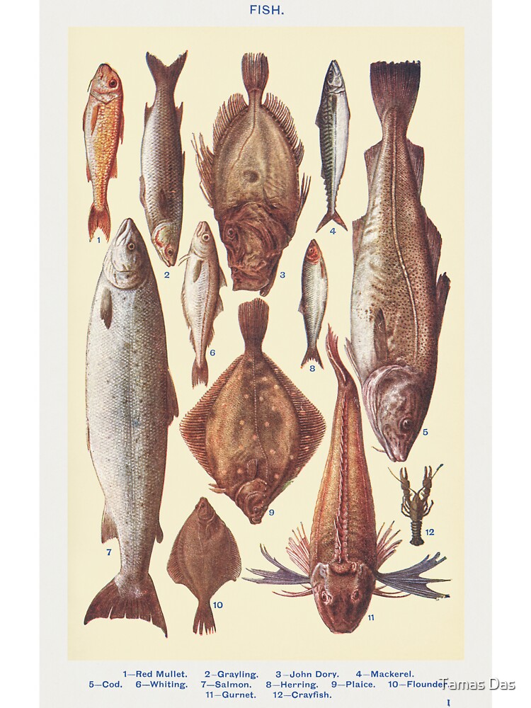 " Victorian Fish Poster,Vintage Fishing Poster,Antique Fish Poster ...