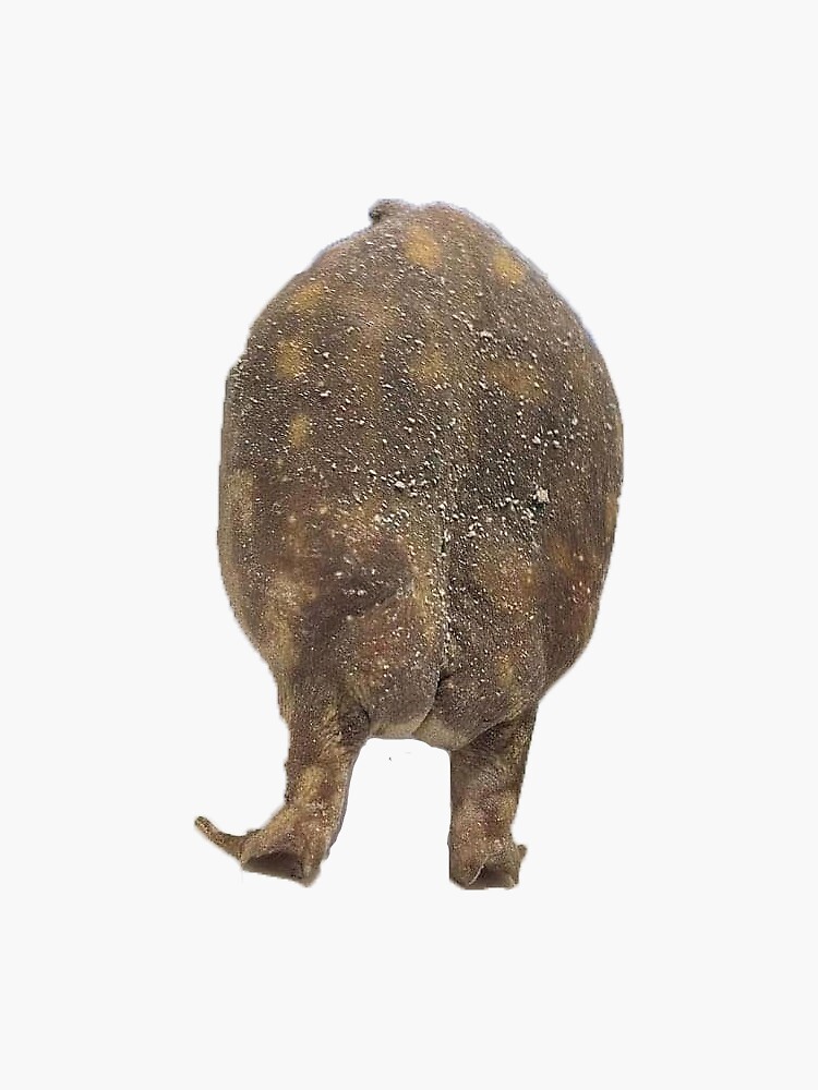"Toad Butt" Sticker for Sale by Bank-Empty | Redbubble