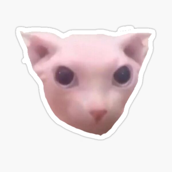 "Bingus" Sticker by Bank-Empty | Redbubble