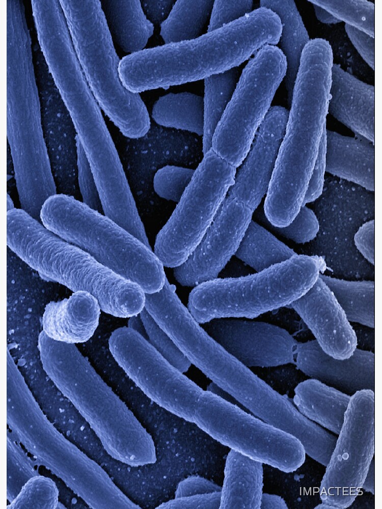"Escherichia coli" Sticker for Sale by IMPACTEES | Redbubble