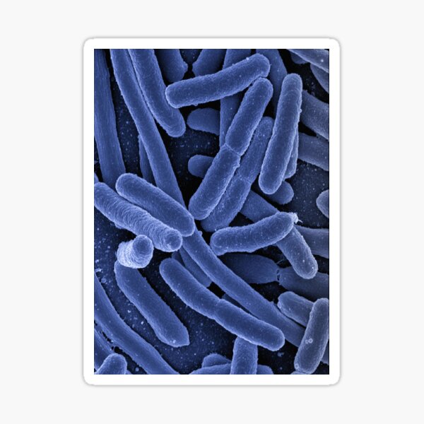 "Escherichia coli" Sticker for Sale by IMPACTEES | Redbubble