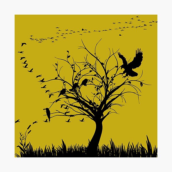 "Birds,tree and sky,beautiful birds,forest, wildlife, birds tree and ...