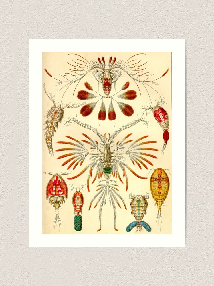 "Copepoda - Ernst Haeckel" Art Print for Sale by billythekidtees ...