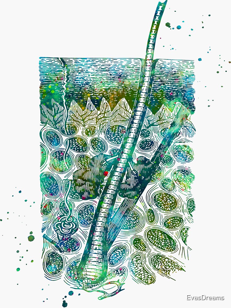 "Skin Epidermis Section Showing Hair Growth" Sticker by EvasDreams ...