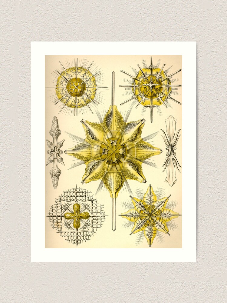 "Acantharea - Ernst Haeckel " Art Print by billythekidtees | Redbubble