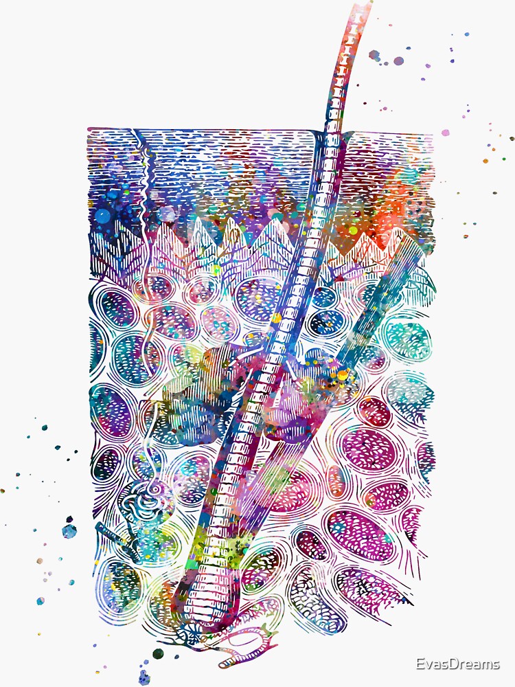 "Skin Epidermis Section Showing Hair Growth" Sticker by EvasDreams ...