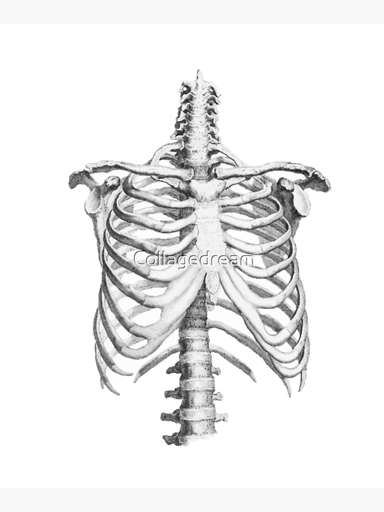 "Anatomy, ribcage, rib cage,skeleton" Mounted Print for Sale by ...