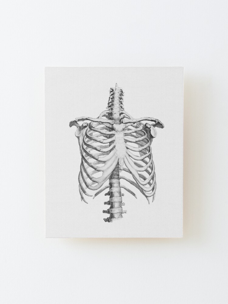 "Anatomy, ribcage, rib cage,skeleton" Mounted Print for Sale by ...